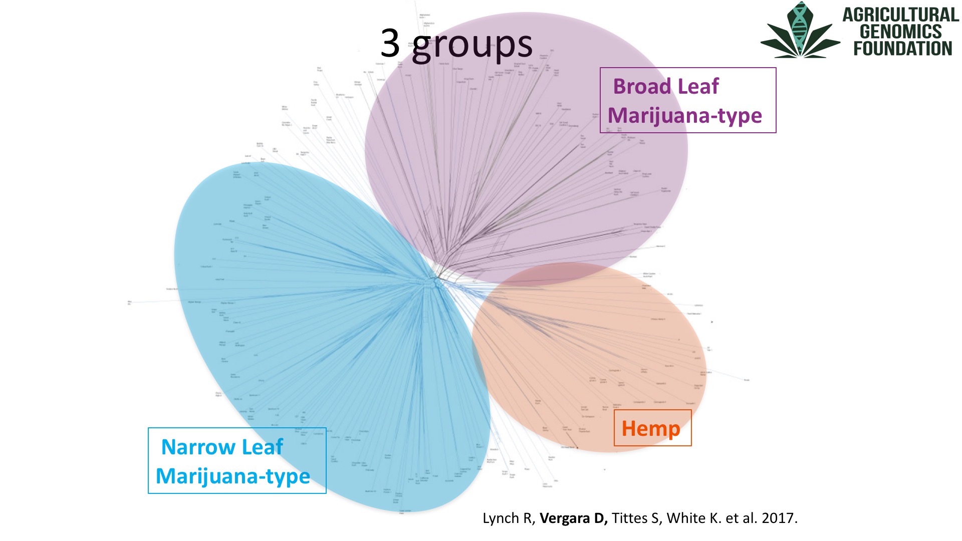 The Cannabinoid Pathway | Denver Open Media